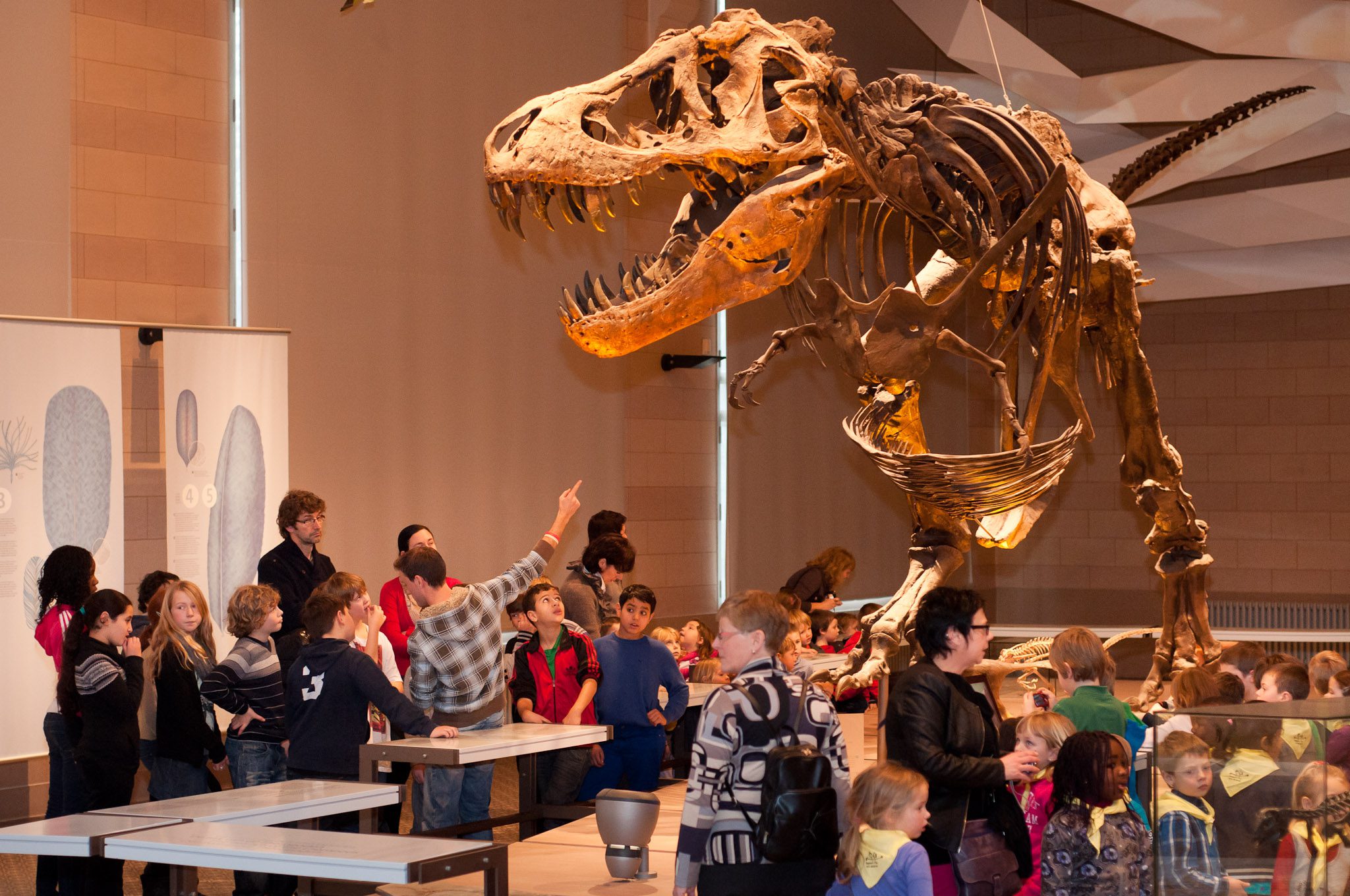 Institut royal des sciences naturelles de Bruxelles : un musée qui ...